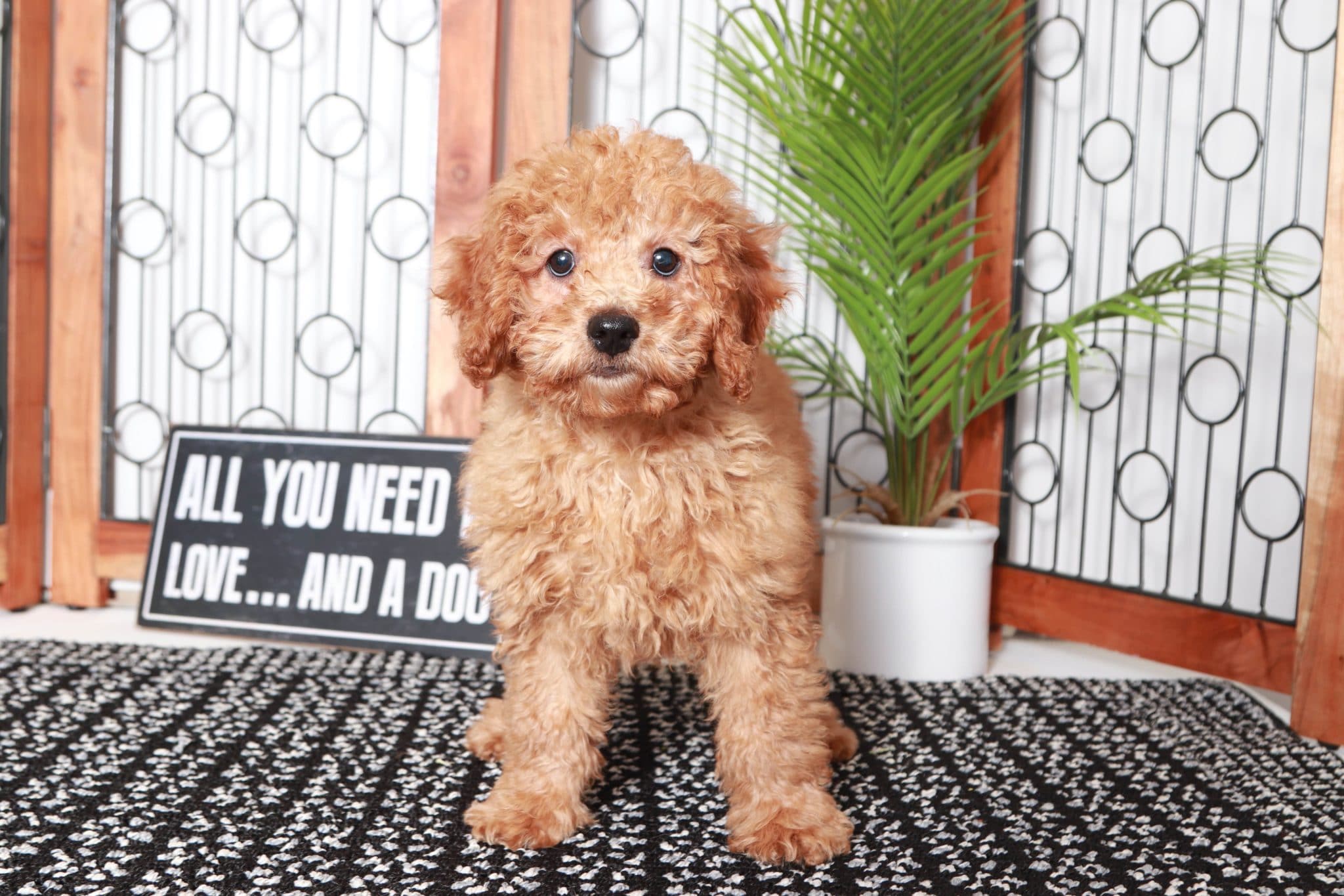 Moses- Handsome Red Male Goldendoodle Puppy - Puppies Online Moses- Handsome Red Male Goldendoodle Puppy - Puppies Online