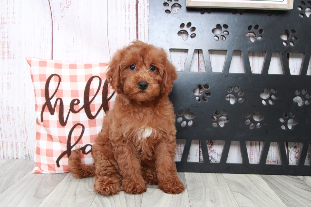 Myers - Fun Male Cavapoo Puppy - Puppies Online