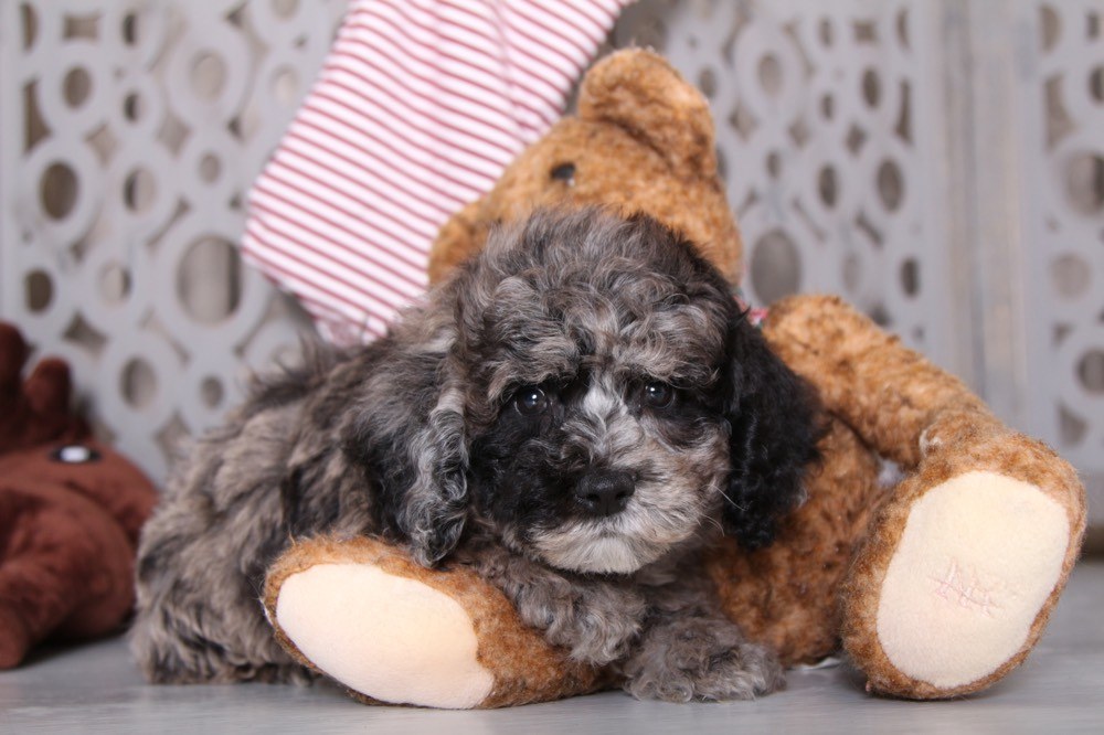 Neo - Loving Little Male Bichon Puppy - Puppies Online