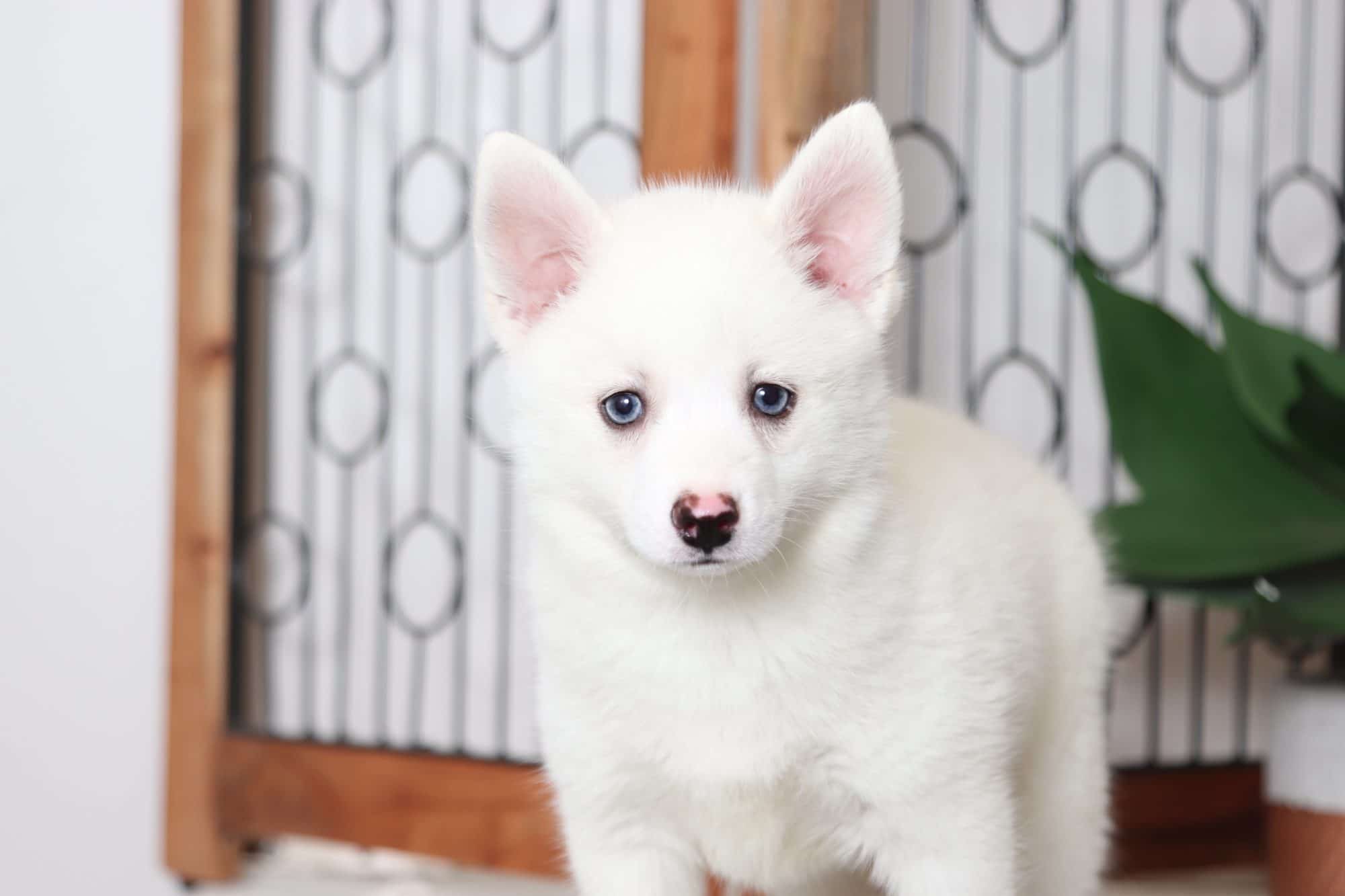 Nova- Adorable Female Pomsky Puppy - Puppies Online