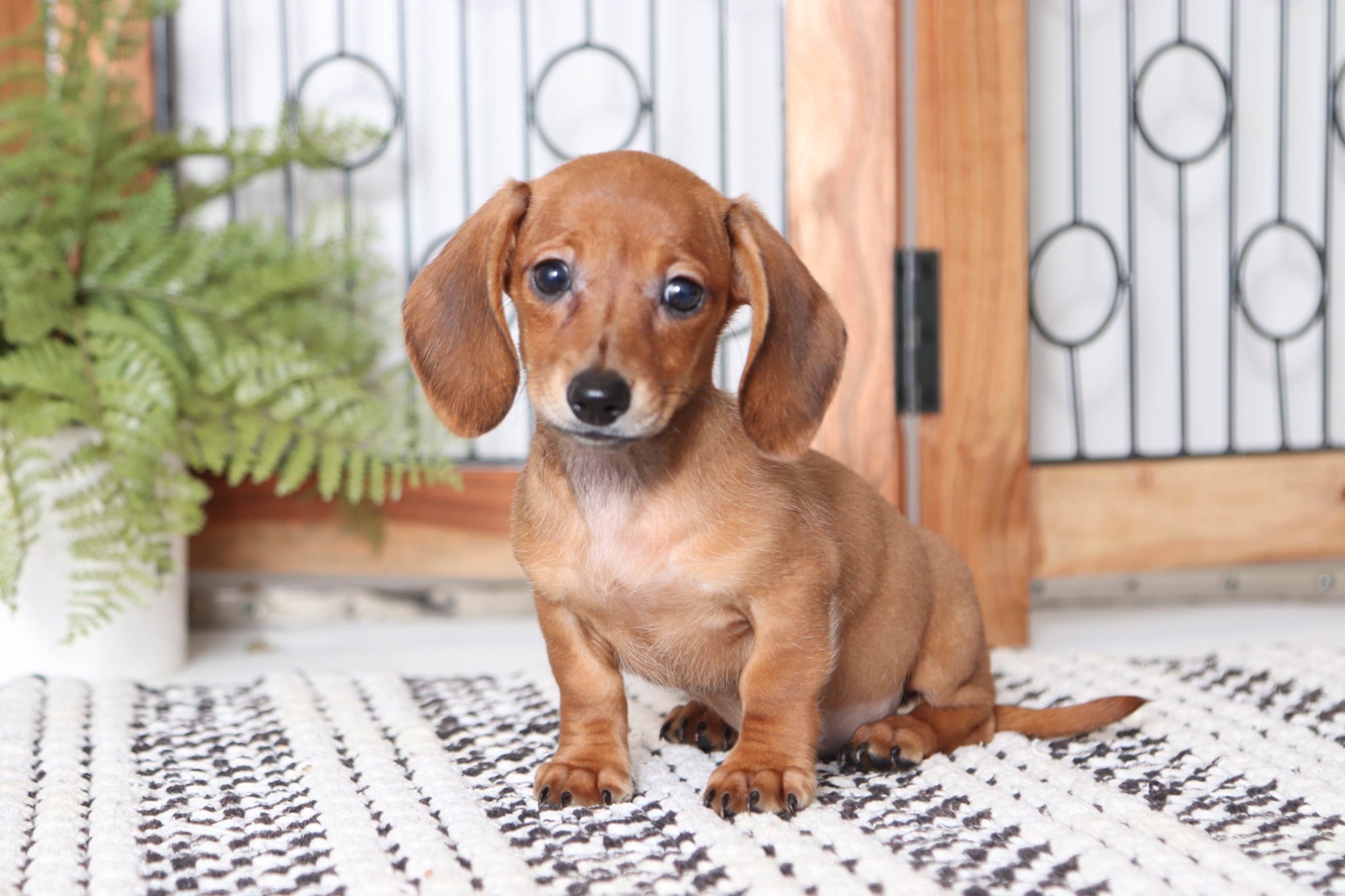 Nova - Amazing Little AKC Female Smooth Coat Dachshund Puppy - Puppies ...