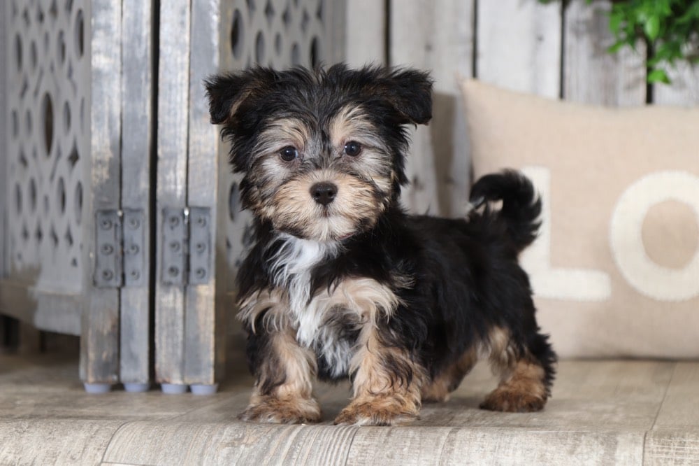 What Is A Yorkie Chon Puppy