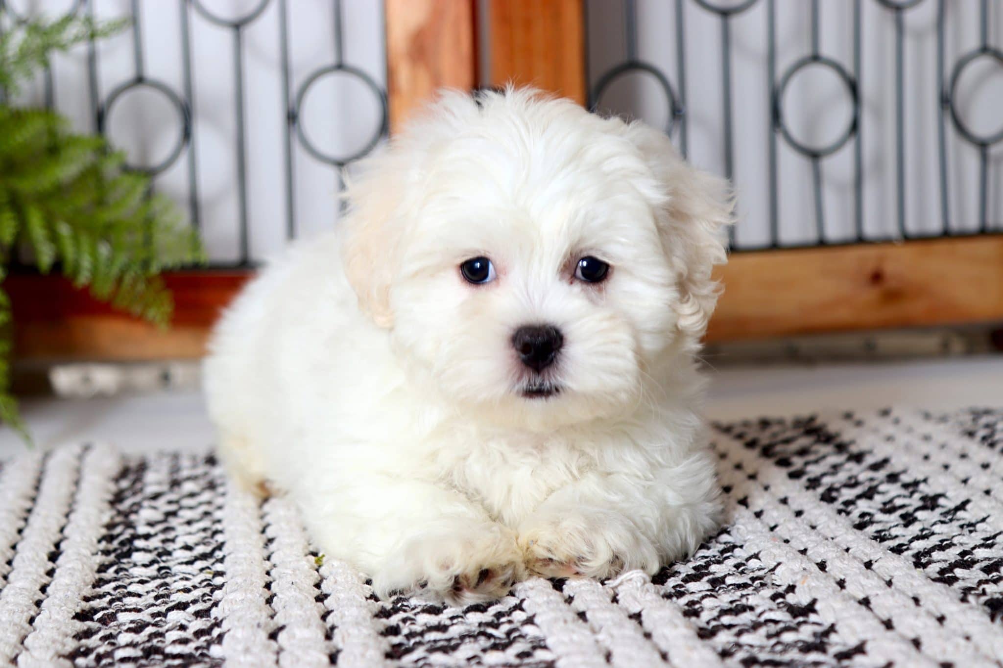 Ollie - Amazing Male Teddy Bear Puppy - Puppies Online