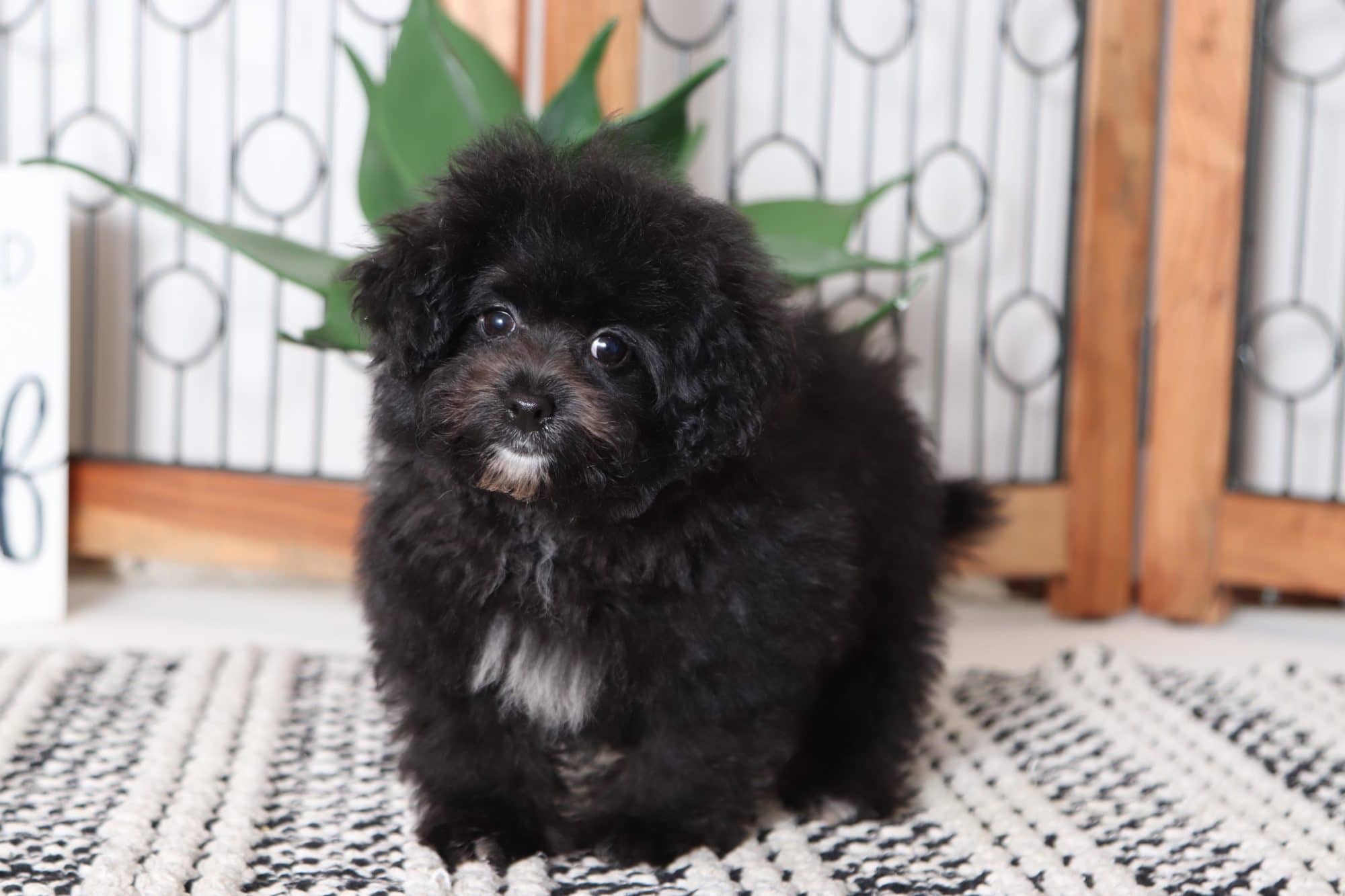 Oreo - Adorable Male Pomapoo Puppy - Puppies Online