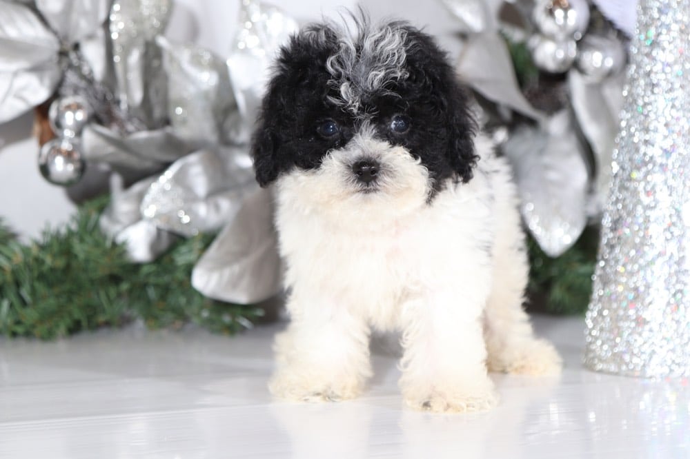 Orion - Awesome Blue Merle Male Aussie-Poo Puppy - Puppies Online