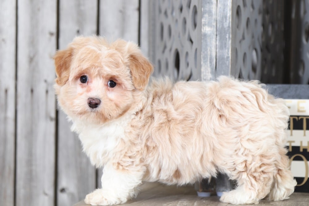 Otis - Cute Little Cream Mini Aussie Poo - Puppies Online