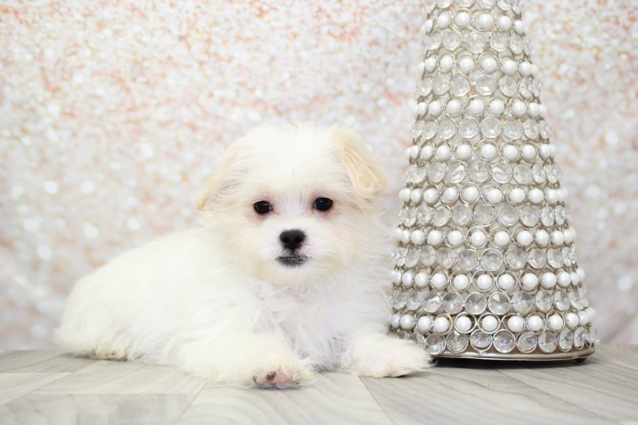 Parker - Spunkiest Male Malshi Puppy - Puppies Online