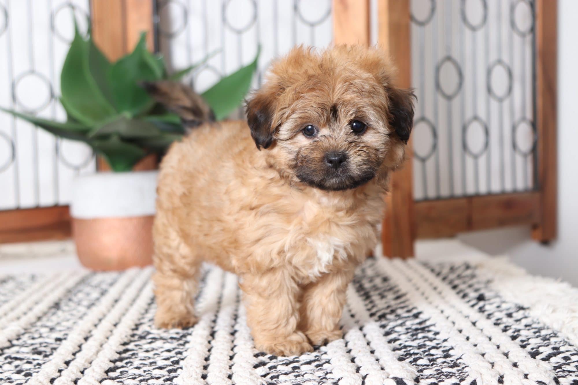 Peaches - Cuddly Female Shih-Poo Puppy - Puppies Online