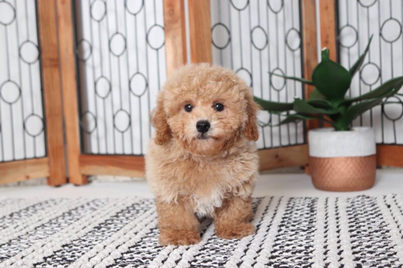 Pedro - The CUTEST Male Poodle Puppy - Puppies Online