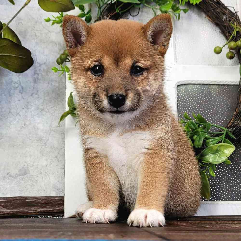 Peggy - Precious Shiba Inu - Puppies Online