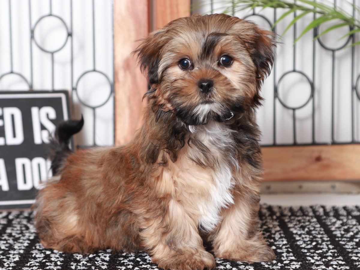 Peter - Dapper Little Brown Male Shorkie Puppy - Puppies Online