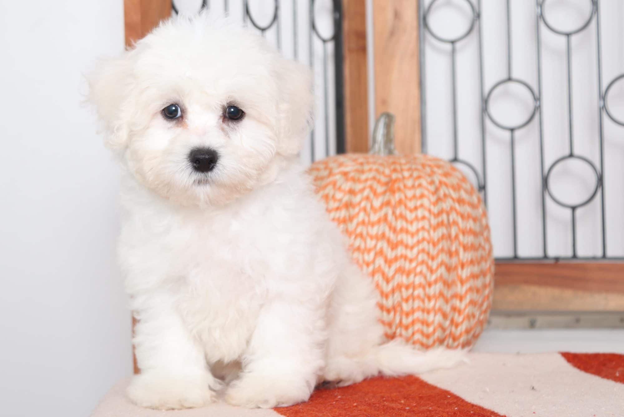 Pickle- Sweet Little Male Teddy Bear Puppy - Puppies Online