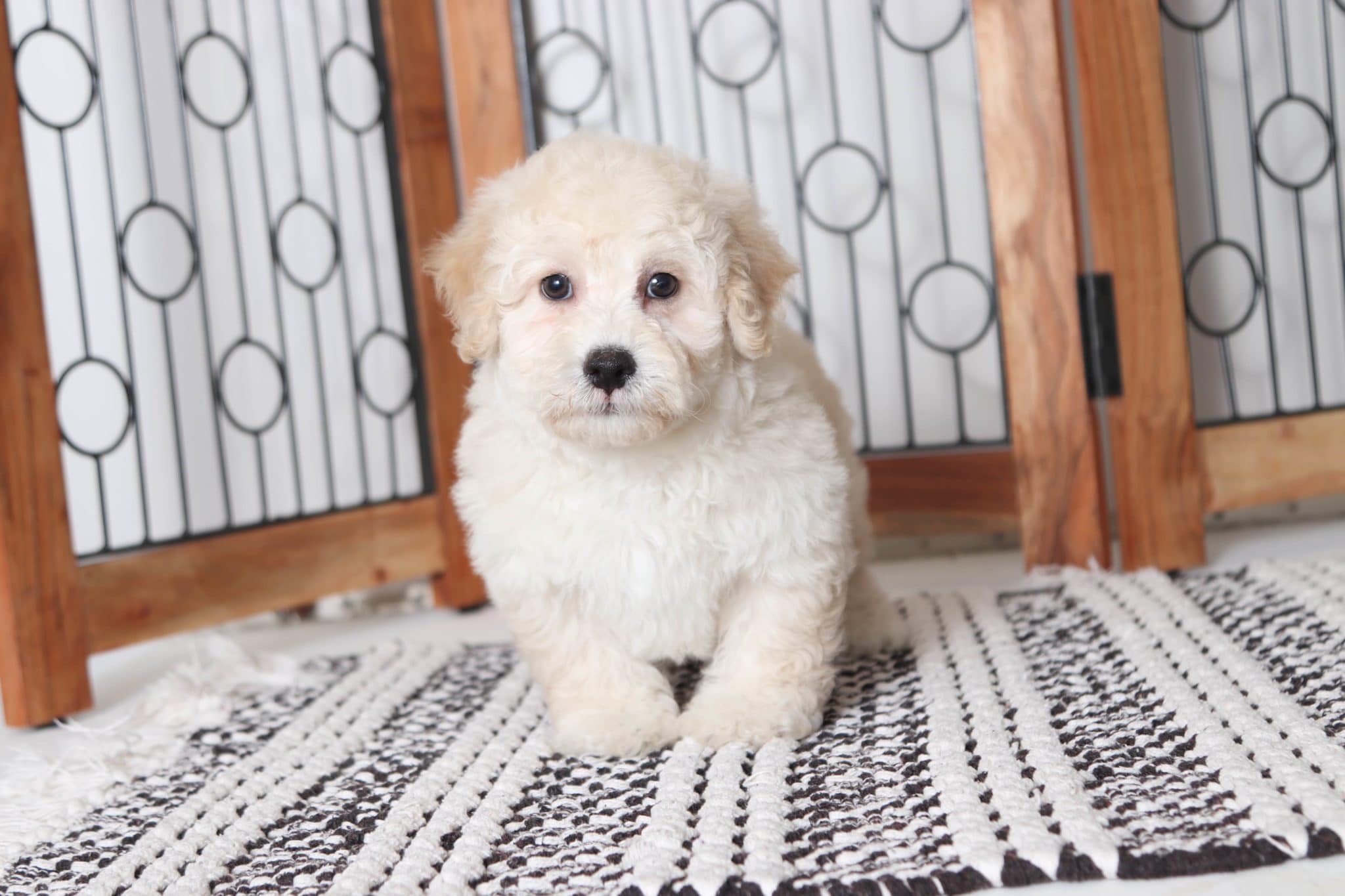 Pickles - Sweet Little Cream Male Havapoo Puppy - Puppies Online
