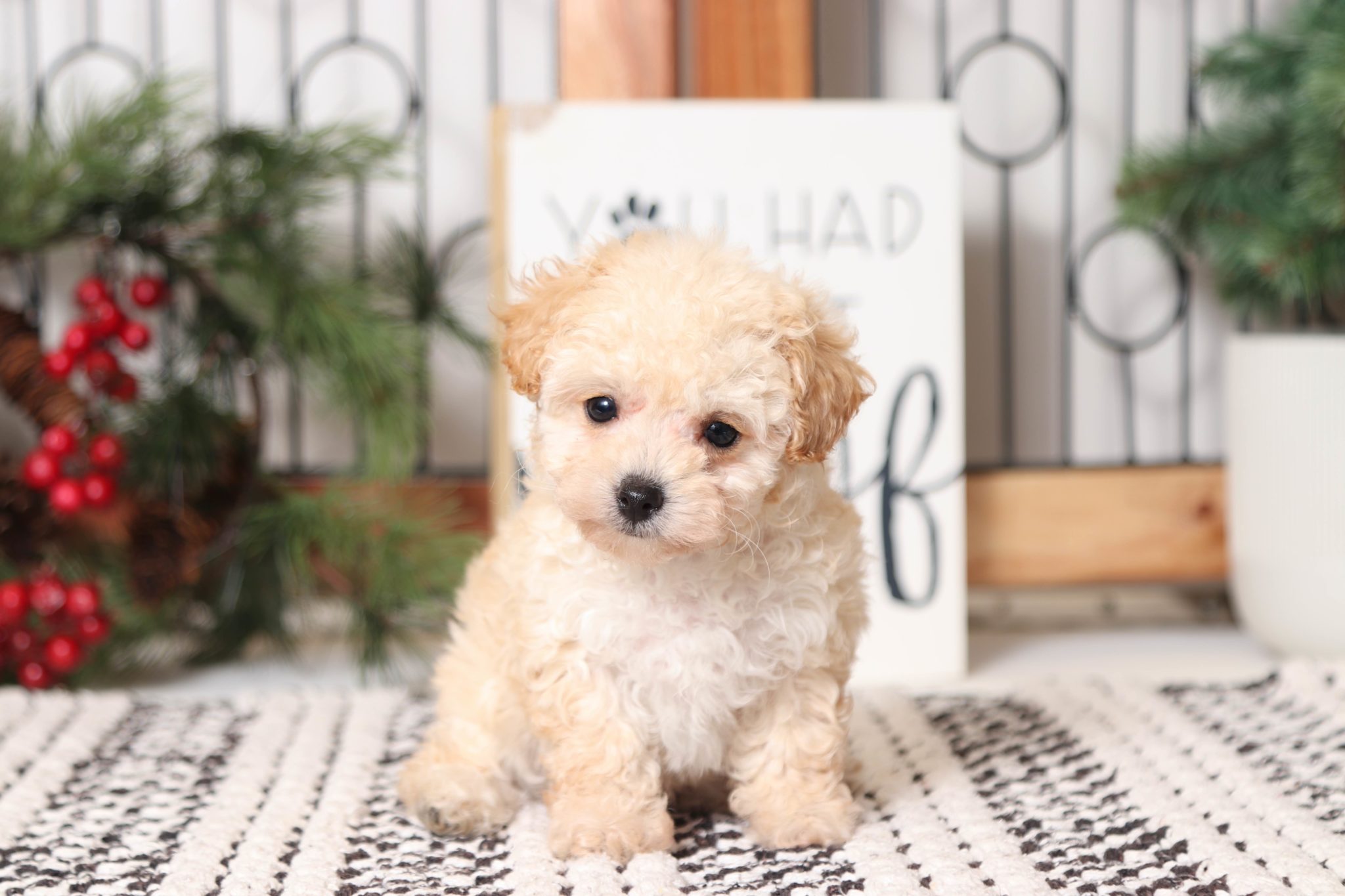 Poinsettia - Stunning Little ACA Teacup Apricot Female Poodle Puppy ...