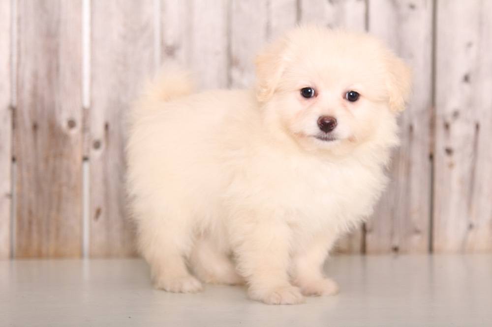 Pomapoo Puppies for Sale in Ohio - Little Puppies Online