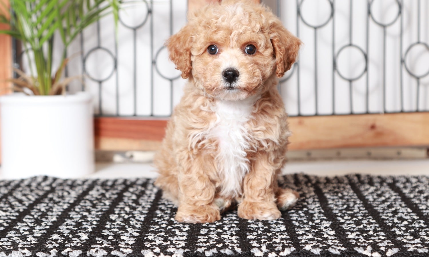 Poppy - Loving Little Red Female Poochon Puppy - Puppies Online