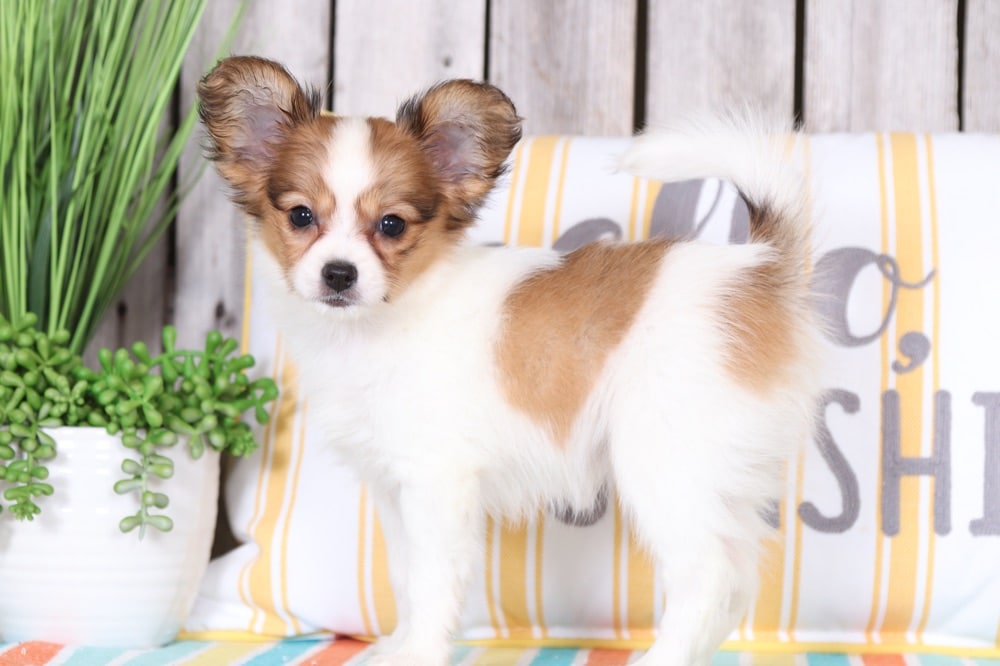 Precious - Lovable Female Papillon - Puppies Online