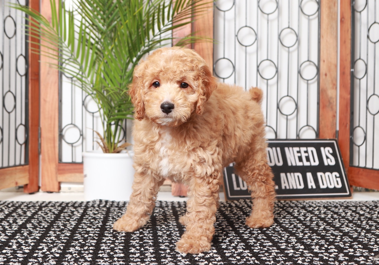 Presley - Great Tan Male Aussie-Poo Puppy - Puppies Online