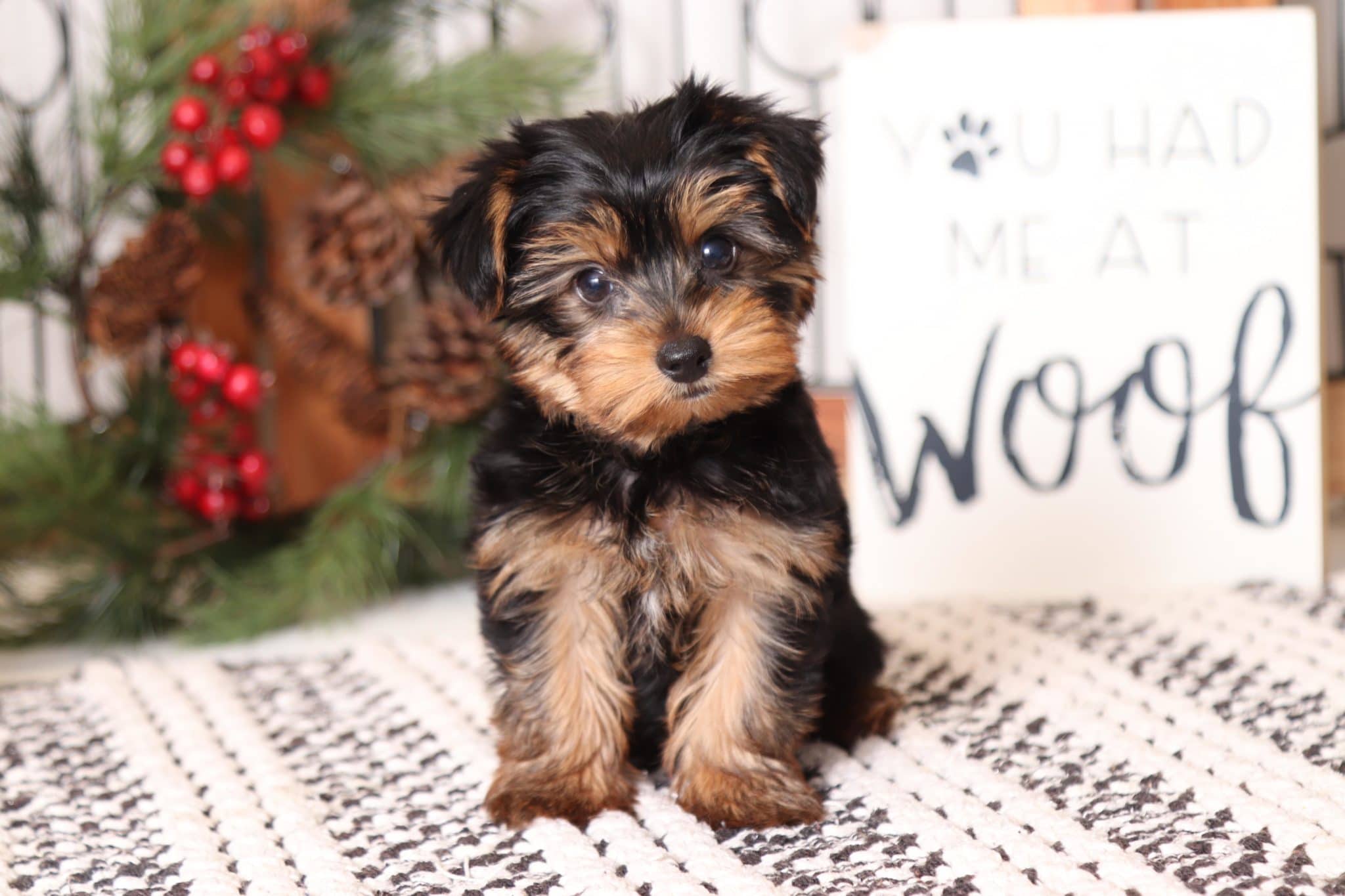 Prince- Cute Little ACA Male Yorkie - Puppies Online