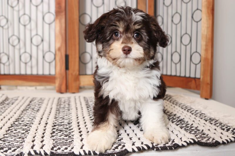 Princess- Perfect Tri-Colored Female Mini Aussiedoodle - Puppies Online
