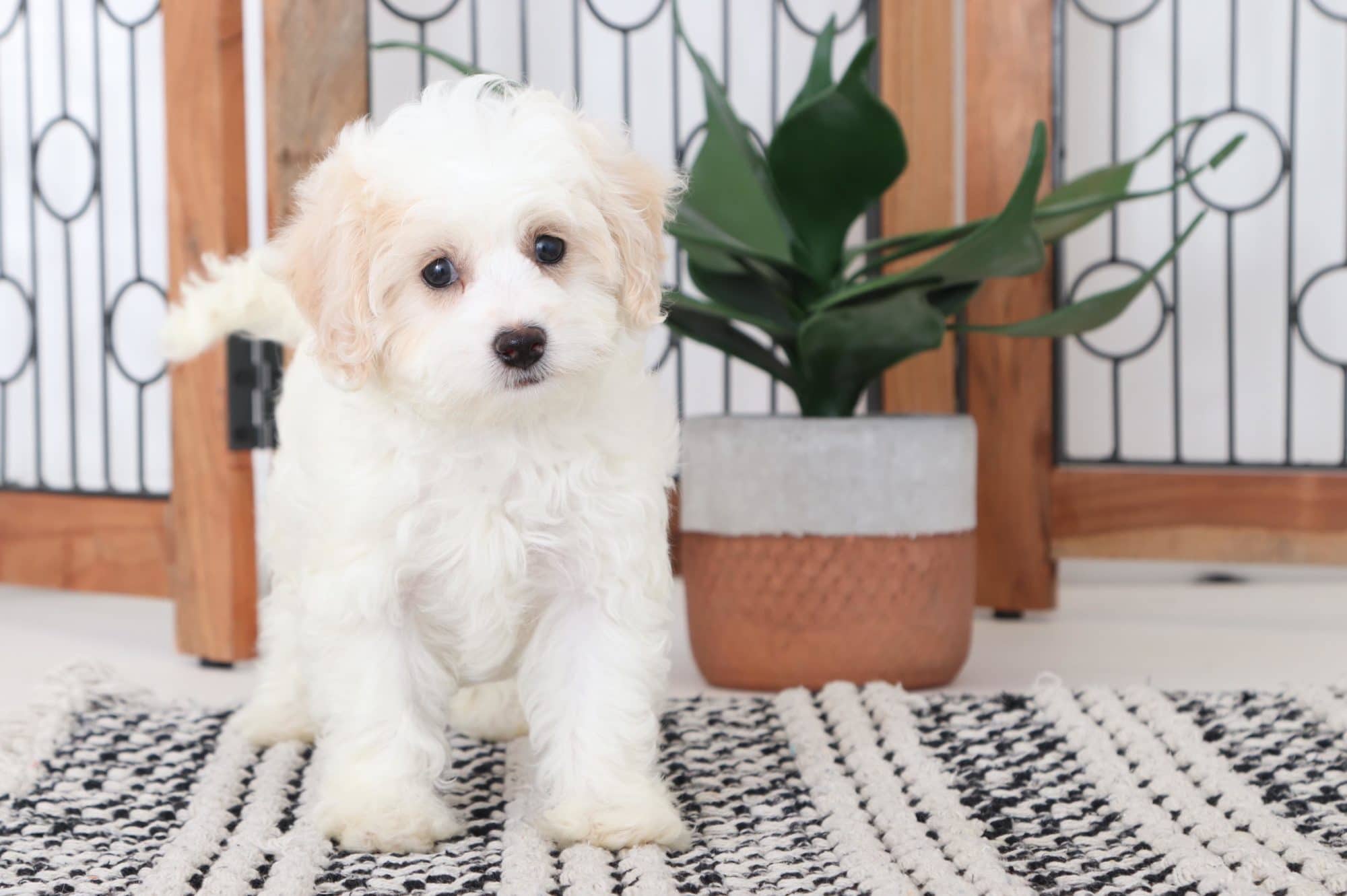 Princess- Perfect Little Female Cavapoo Puppy - Puppies Online