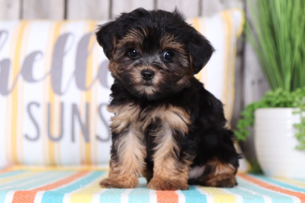 Princess - Fancy Yorkie Poo - Puppies Online