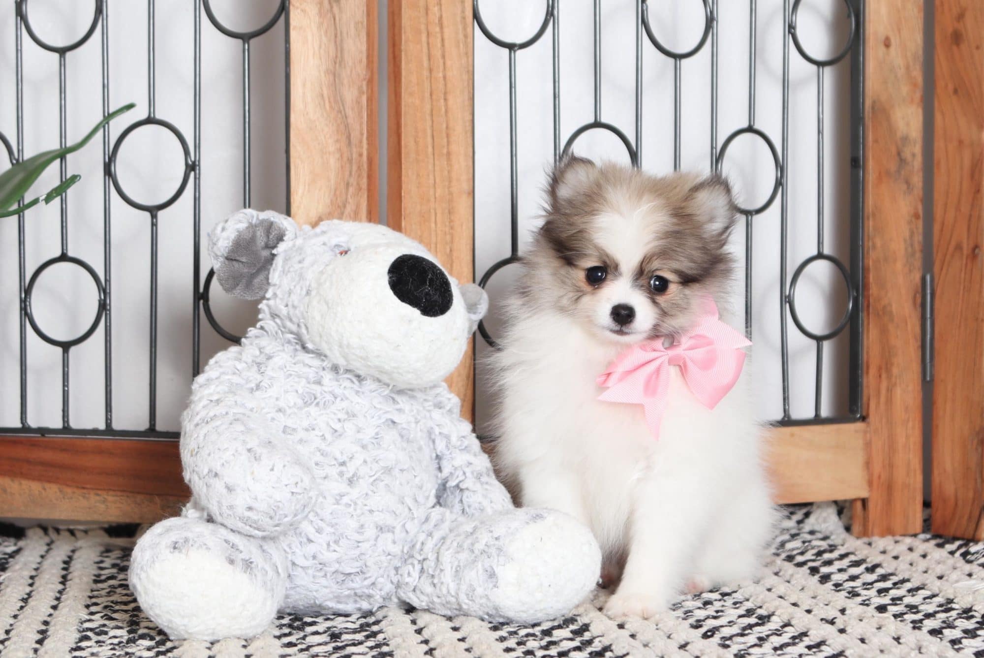 Puff- Lovable Female ACA Pomeranian Puppy - Puppies Online