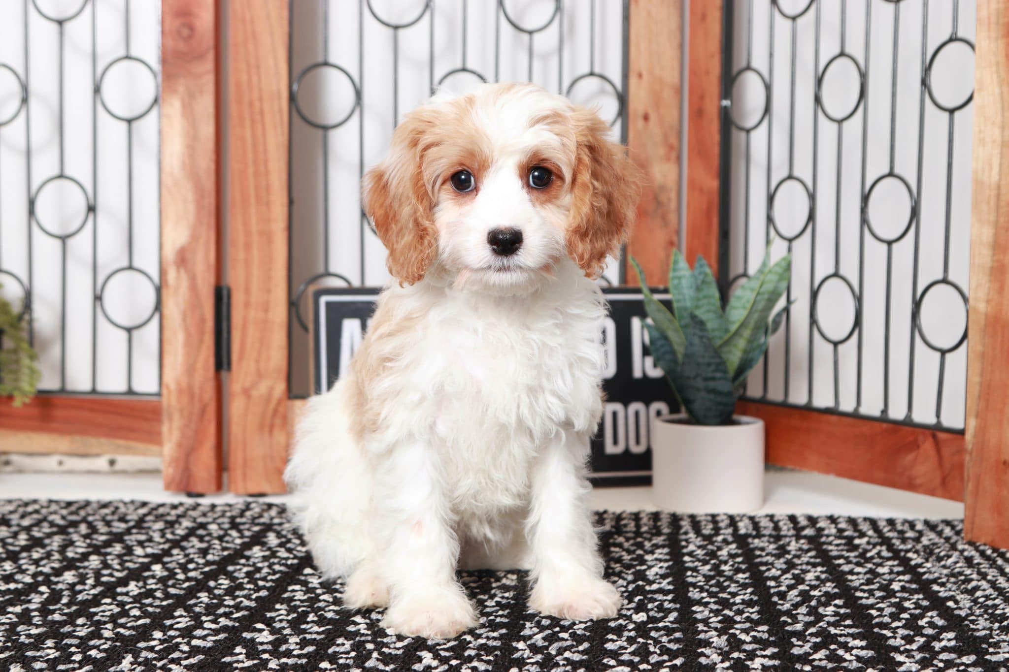 Rain- Cheerful Little Blenheim Female Cavapoo Puppy - Puppies Online