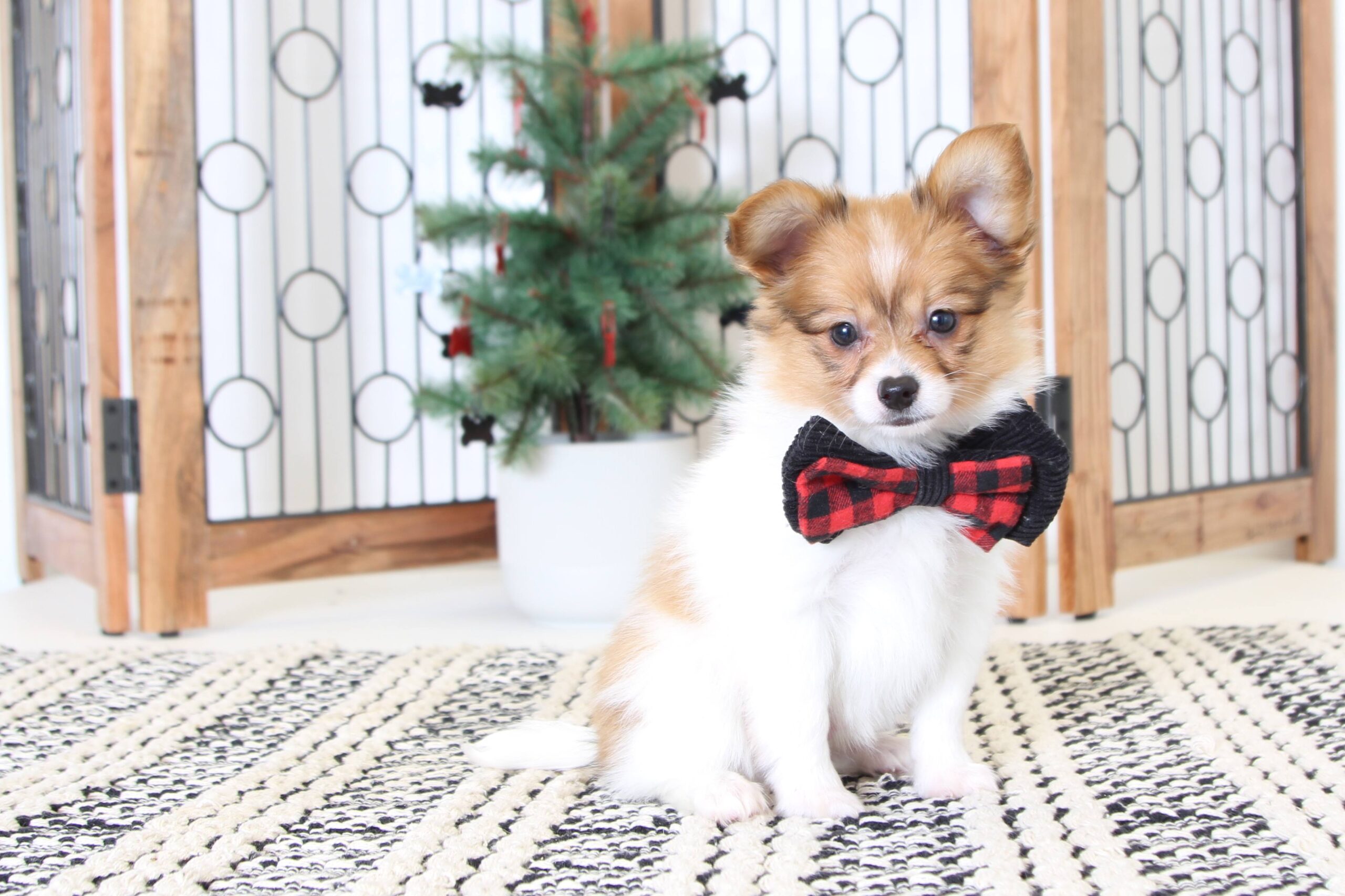 Ralphie- Loving Male Papillon Puppy - Puppies Online
