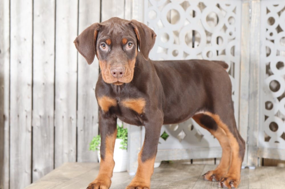 Raven - Lovely, AKC, Doberman Pinscher - Puppies Online