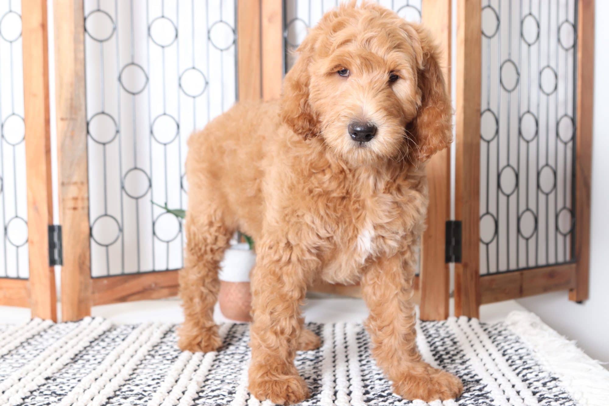 Reggie - Wonderful Red Male Goldendoodle Puppy - Puppies Online