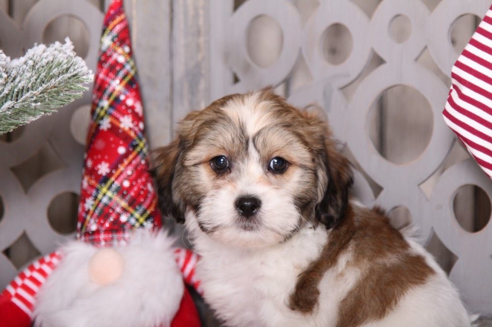 Rex - Awesome Teddy Bear - Puppies Online