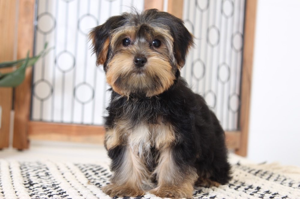 Robin- Cuddly Little AKC Toy Female Yorkie - Puppies Online