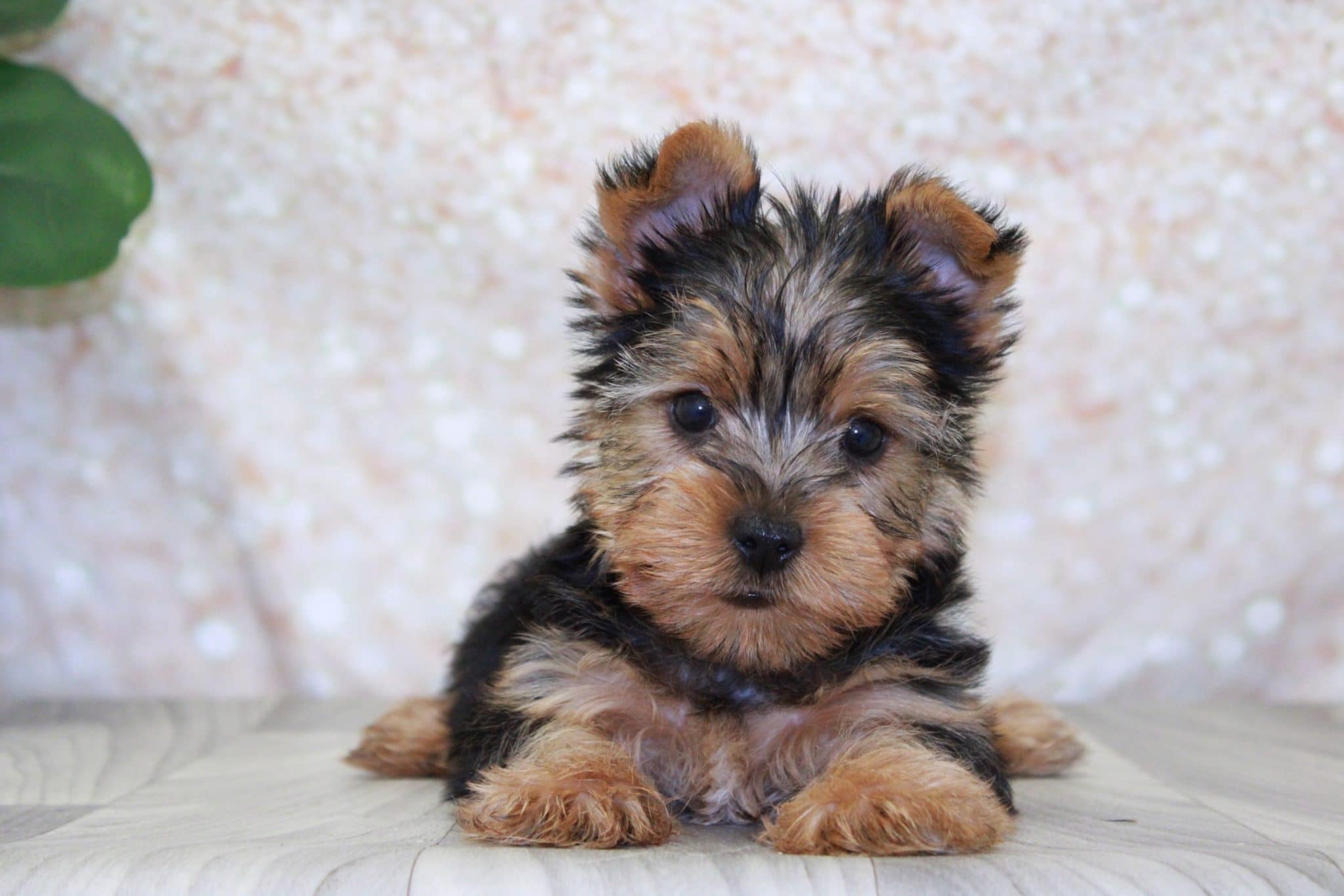 Robin- Handsome ACA Male Yorkie Puppy - Puppies Online