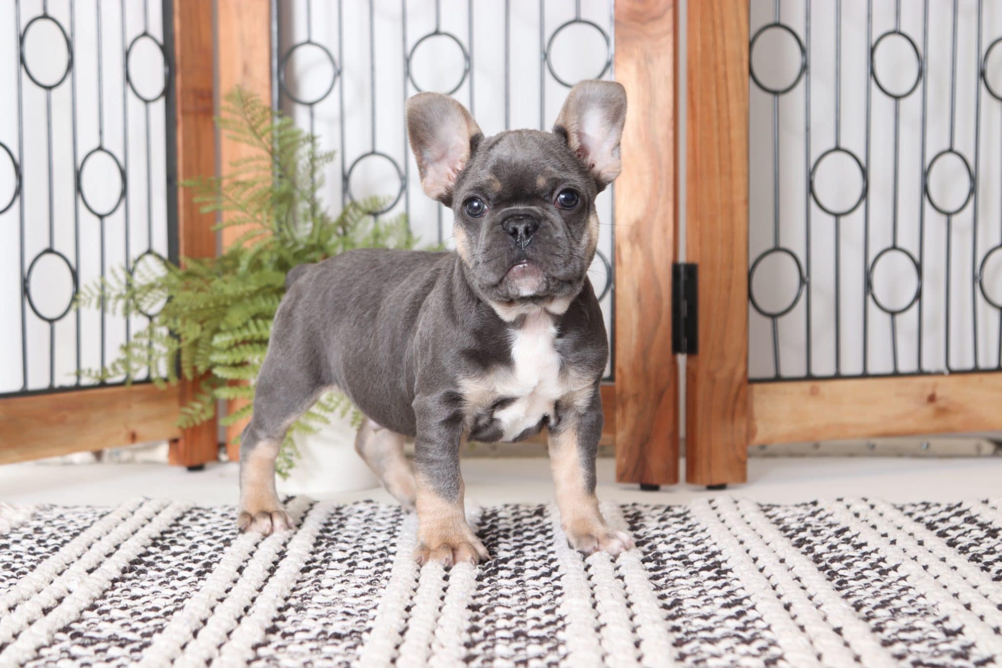 Roy - Awesome Male AKC Blue and Tan Frenchie Puppy - Puppies Online