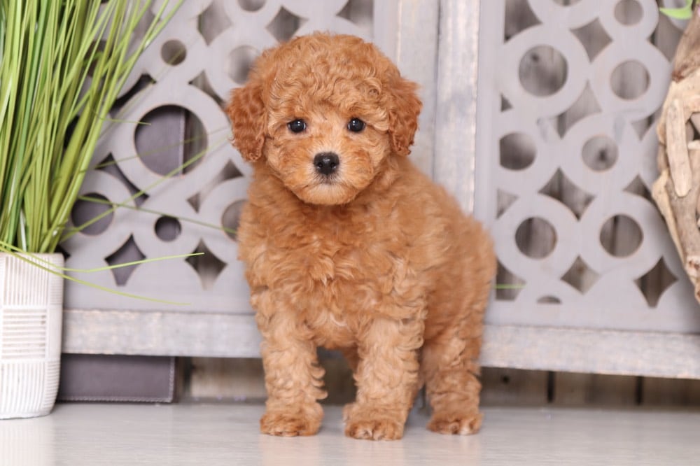 Ruby - Sweetheart F1B Cavapoo - Puppies Online