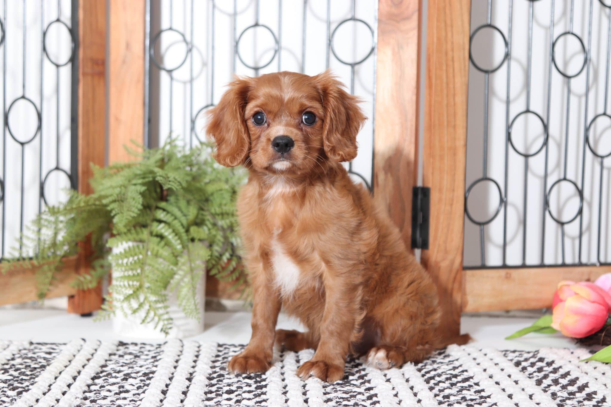 Ruby - Sweet Little (Red) Female Cavapoo Puppy - Puppies Online