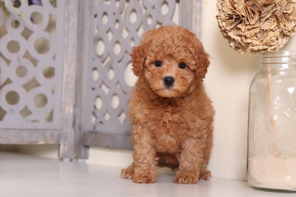 Ruby - Sweetheart F1B Cavapoo - Puppies Online
