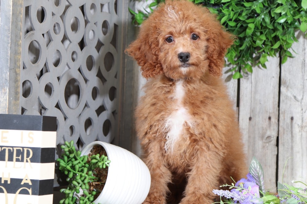 Rusty - Bright Red Male Cockapoo Puppy - Puppies Online