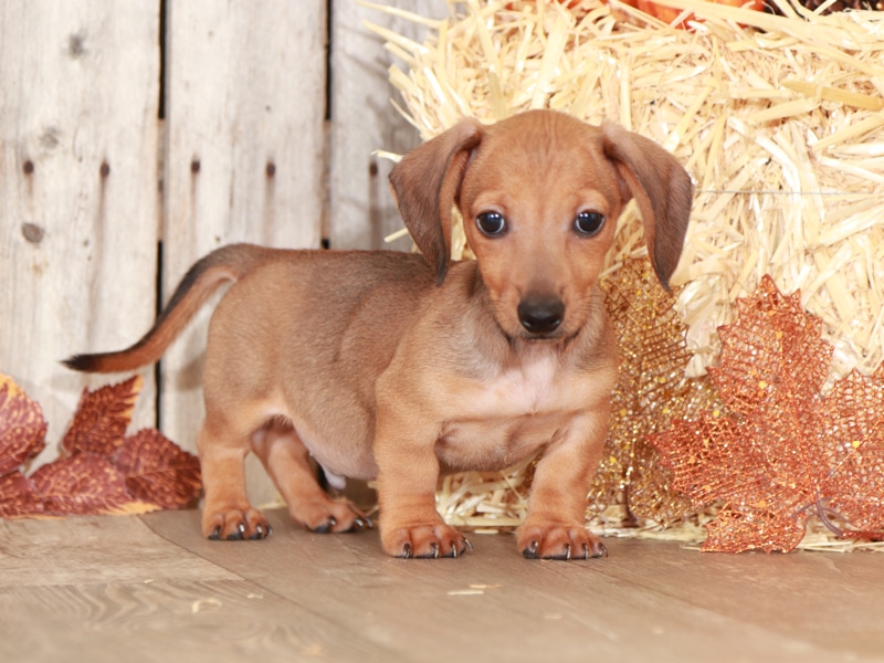 Rusty - Handsome Dachshund - Puppies Online