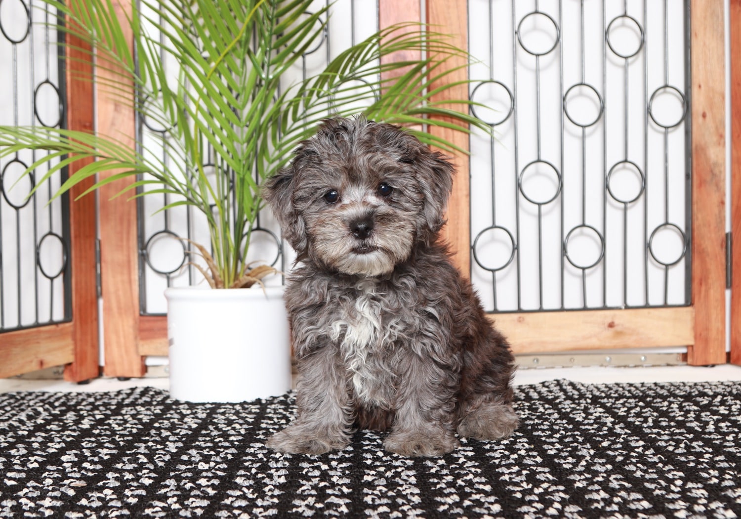 Ruth - Happy Little Female Merle Shih-Poo Puppy - Puppies Online