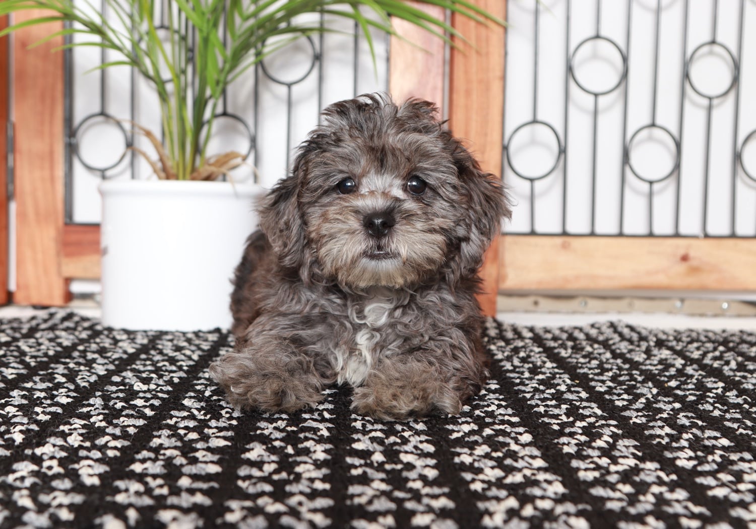 Ruth - Happy Little Female Merle Shih-Poo Puppy - Puppies Online