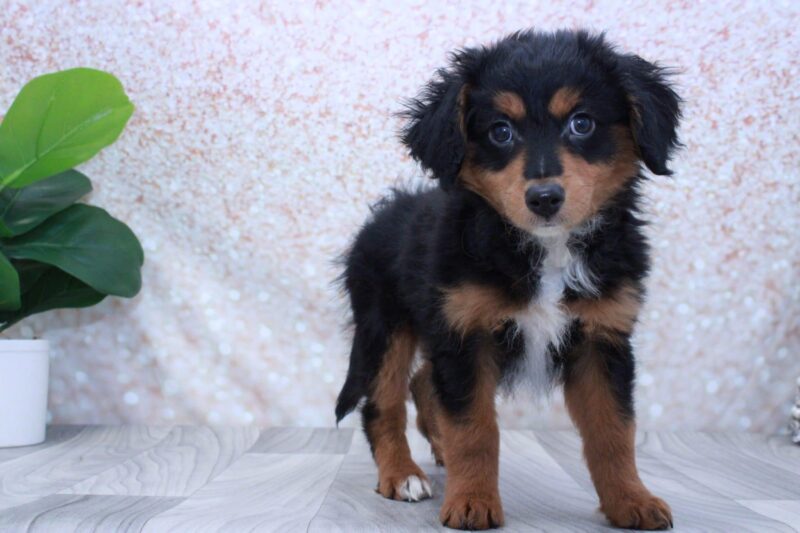 Sam - Very Shy Male Mini Aussie Poo Puppy - Puppies Online