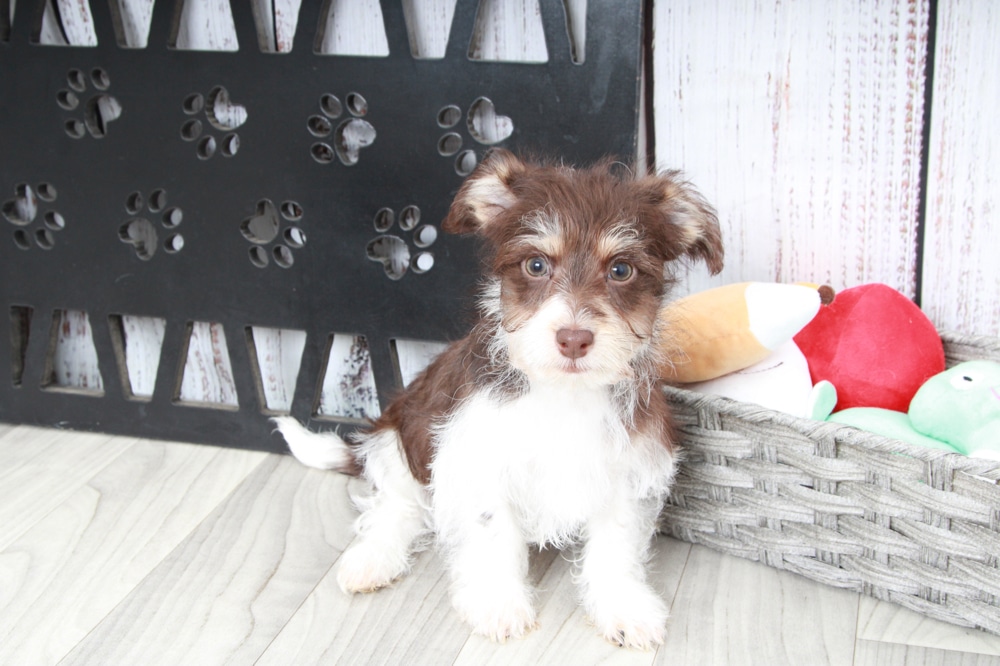 Samus- Perfect Male Cheenese Puppy - Puppies Online