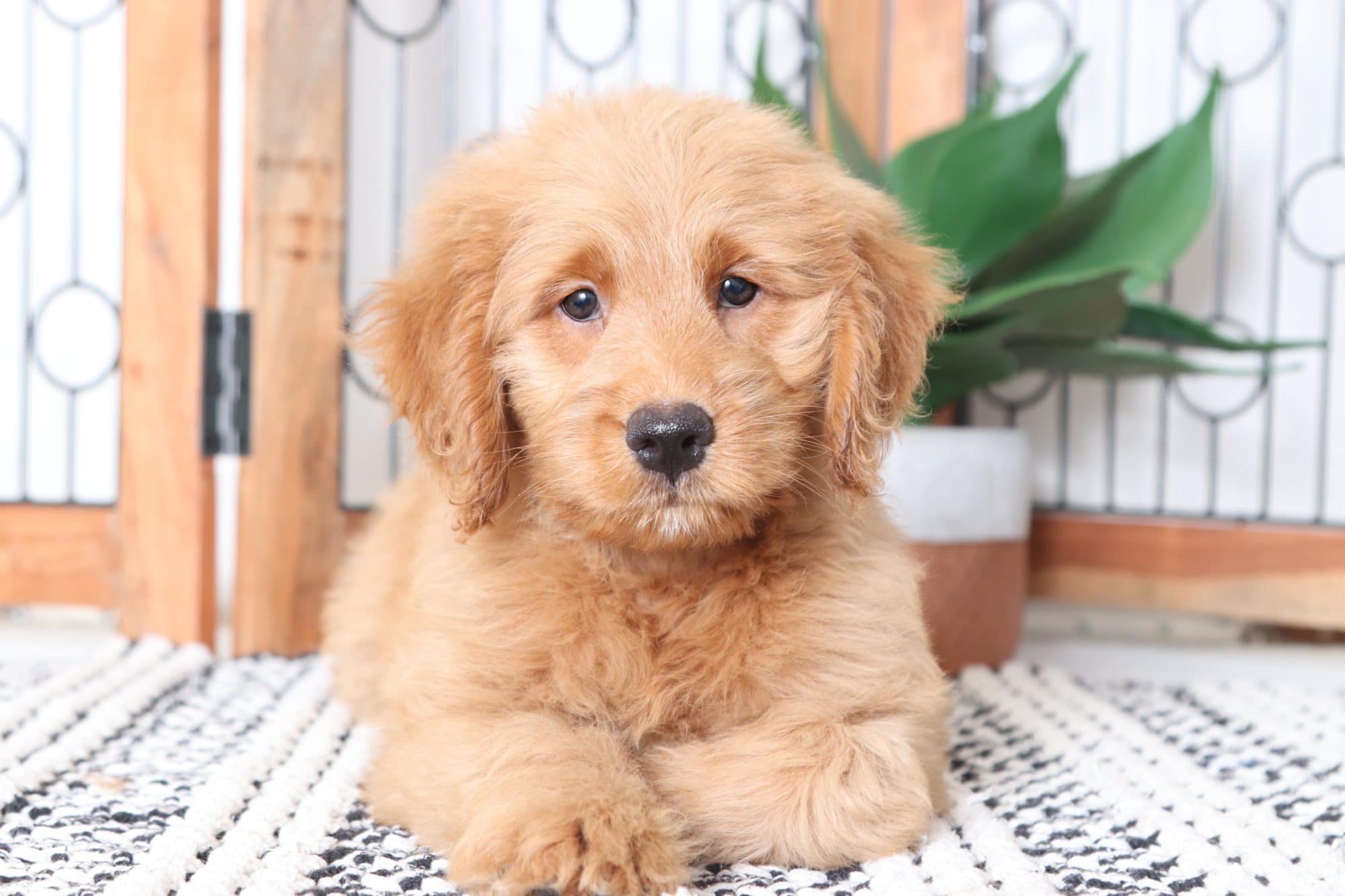 Sandy - Beautiful Female Mini Goldendoodle Puppy - Puppies Online