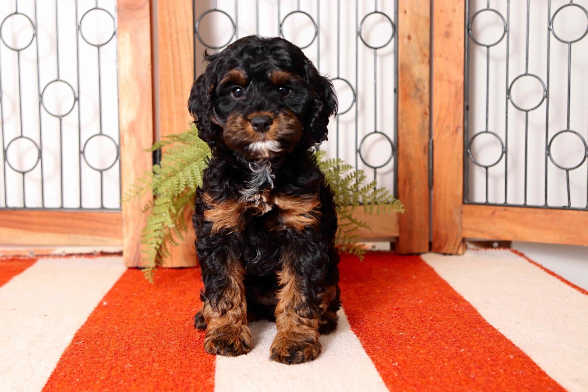 Sasha - Cuddly Female Cockapoo Puppy - Puppies Online