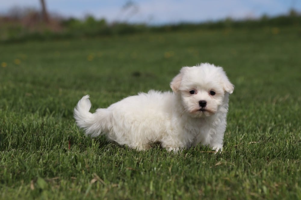 Are Maltese Easy To Train