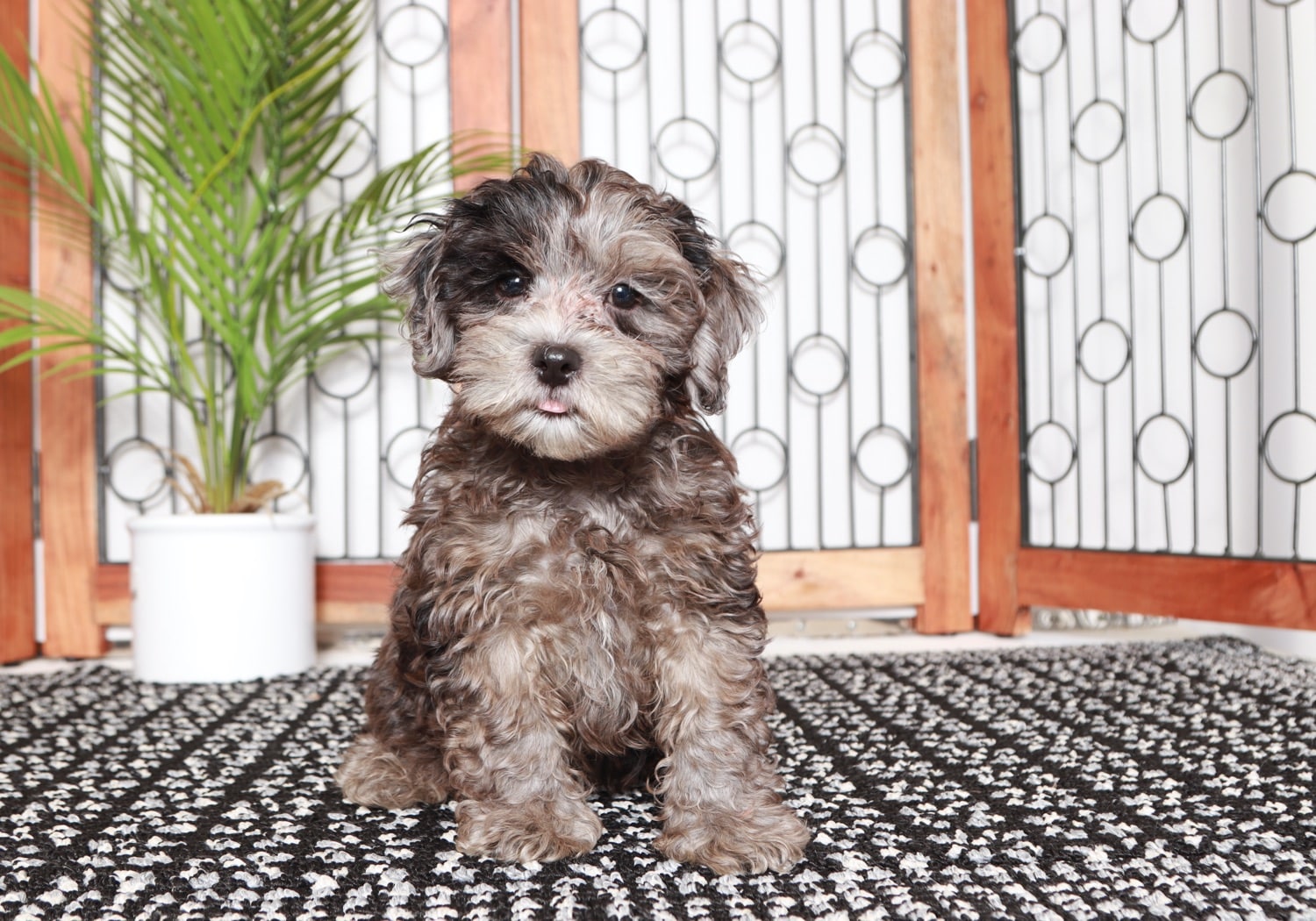 Skittle - Handsome Little Merle Male Shih-Poo Puppy - Puppies Online