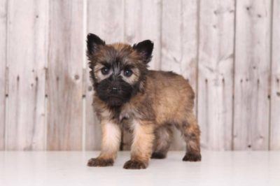 Puppies for Sale in Ohio and Nationwide | Puppies Online