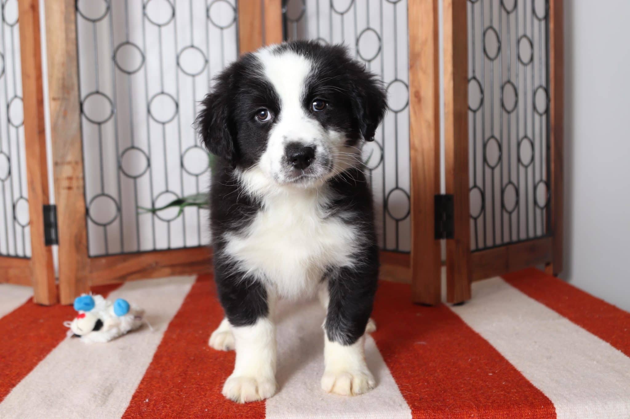 Spike - Spunky Male ICA Australian Shepherd Puppy - Puppies Online